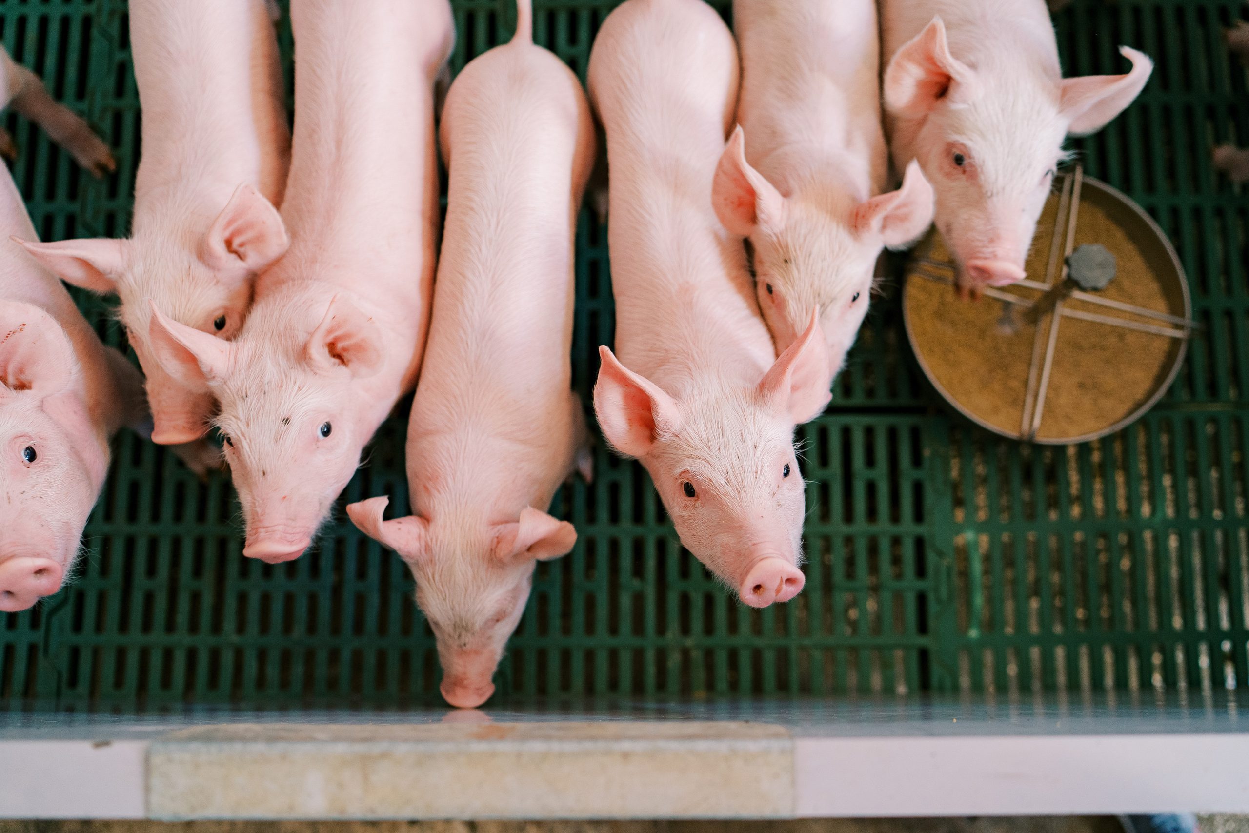 Desafios Nutricionais na Criação de Leitões - Nutritec