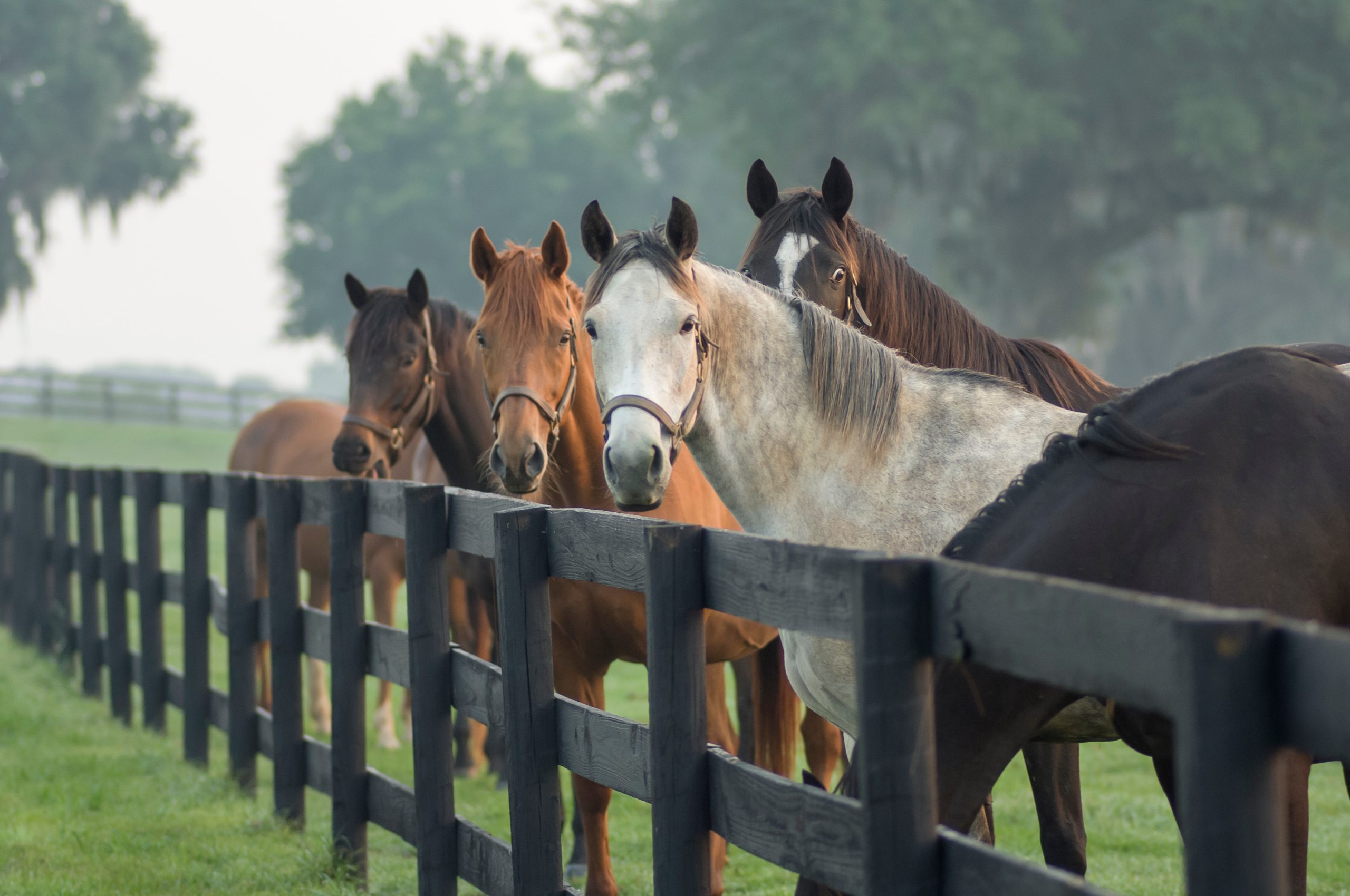 Nutrição de cavalos de passeio e lazer - Nutritec