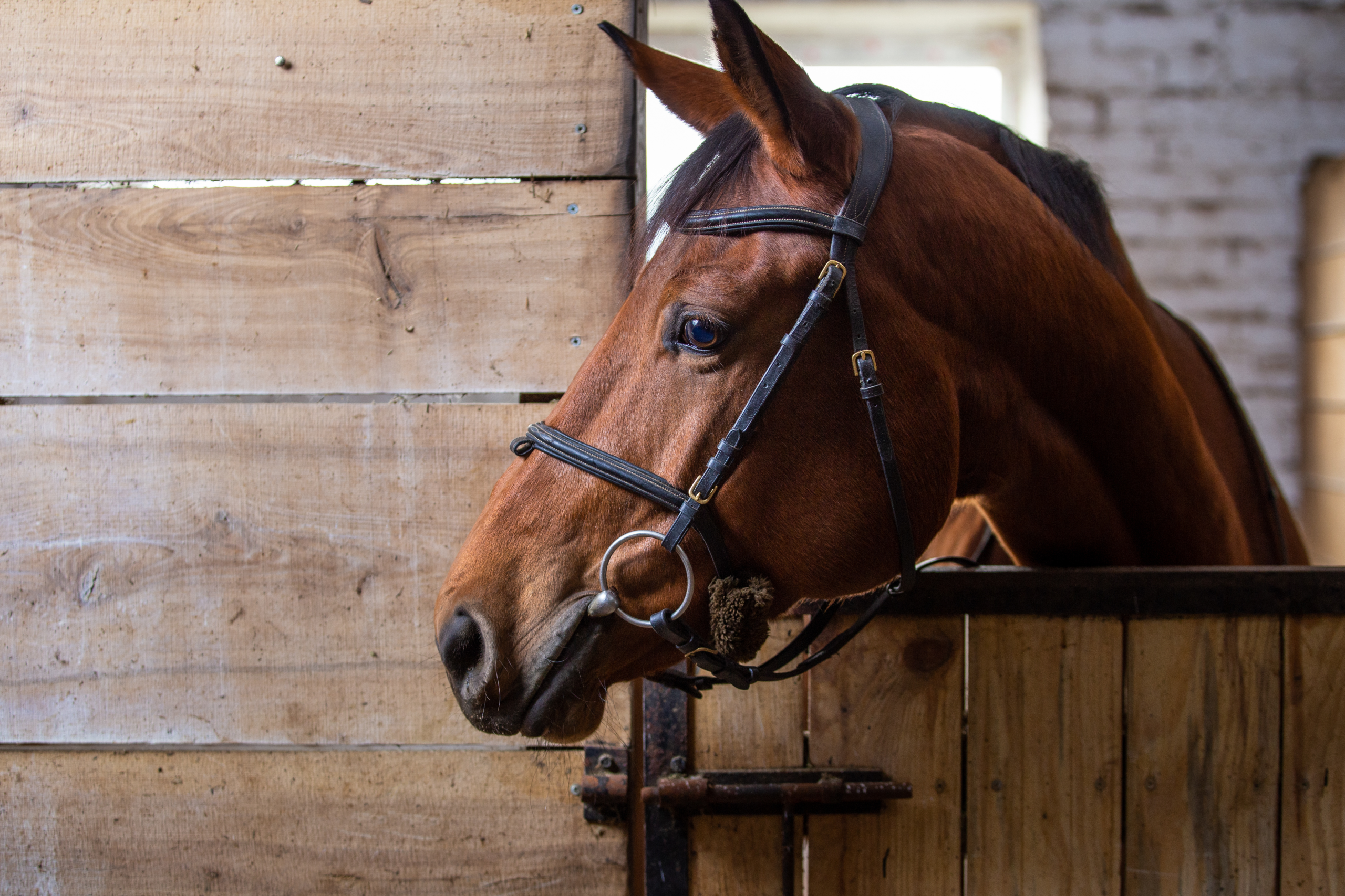Estratégias para reduzir o estresse alimentar em cavalos estabulados ...