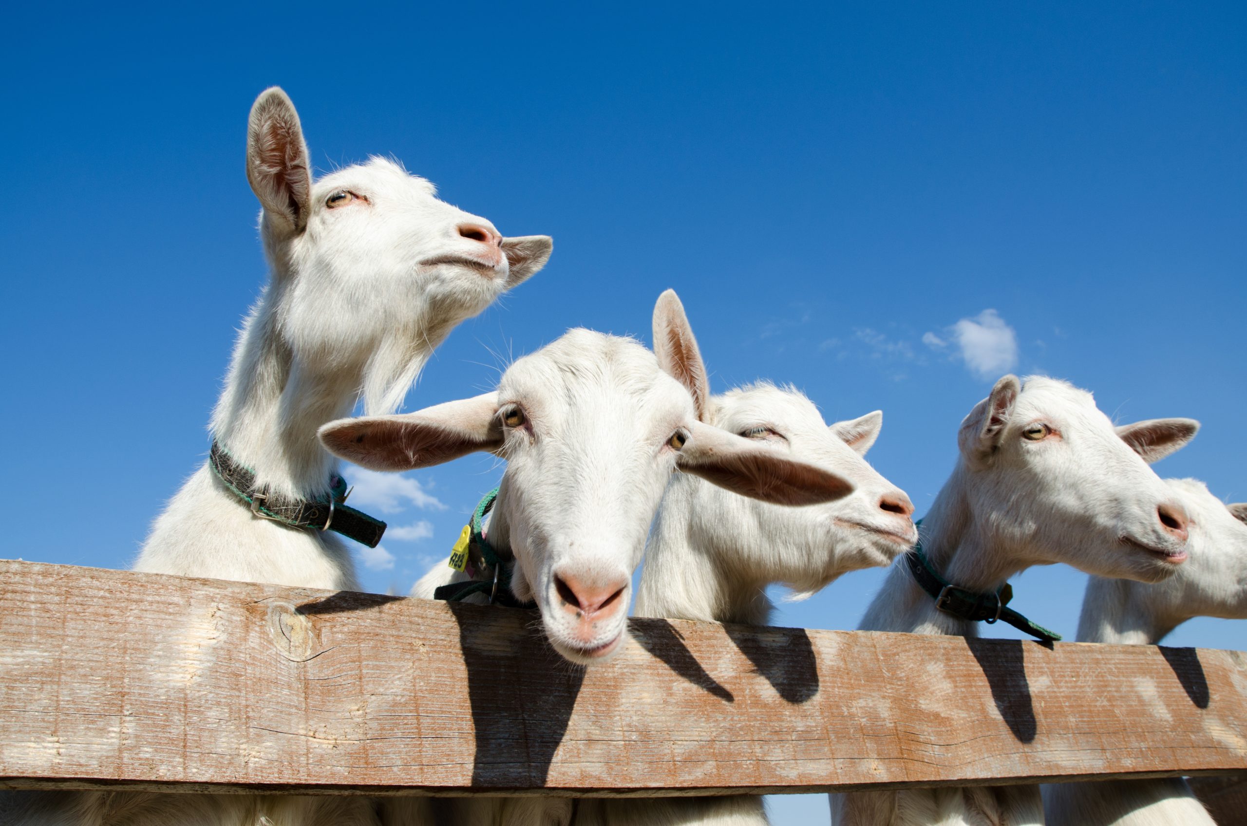 Estratégias nutricionais para melhorar a produção de leite de cabras ...